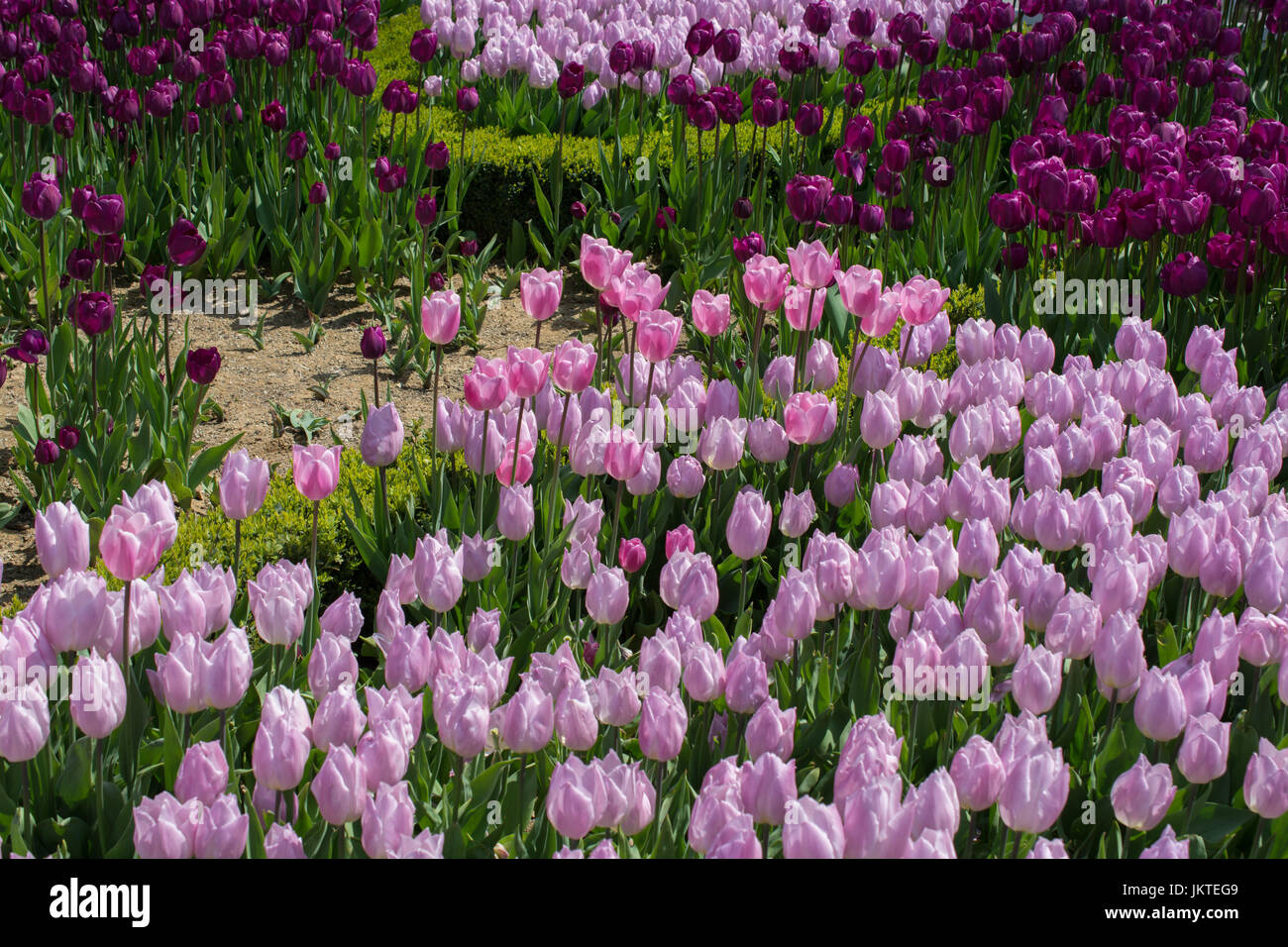 Pink color tulip flowers bloom in the garden Stock Photo - Alamy