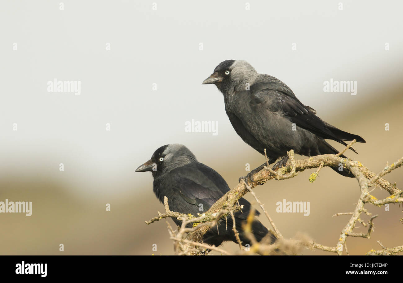 Jackdaw photograph hi-res stock photography and images - Alamy