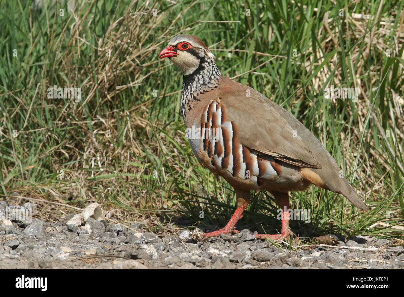 A beautiful Red-legged Partridge (Alectoris rufa) walking along a ...