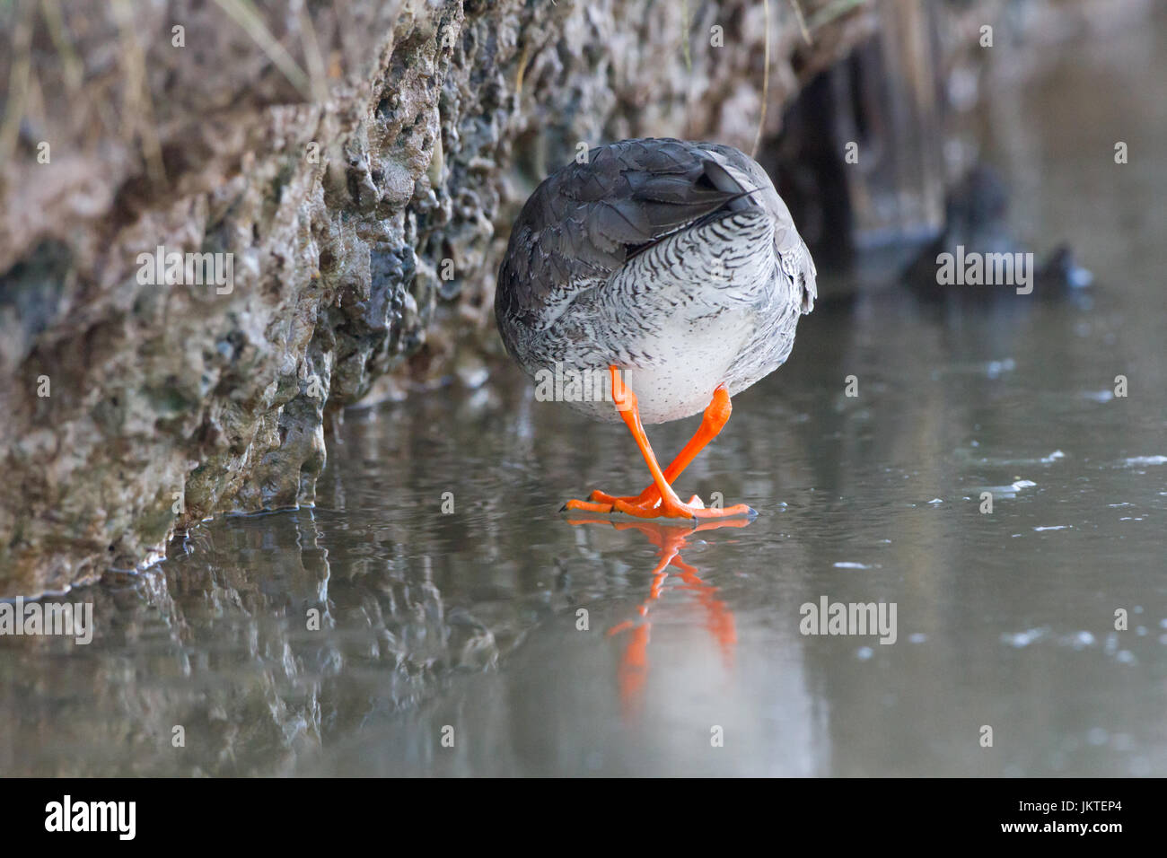 Redshank on Ice Stock Photo - Alamy