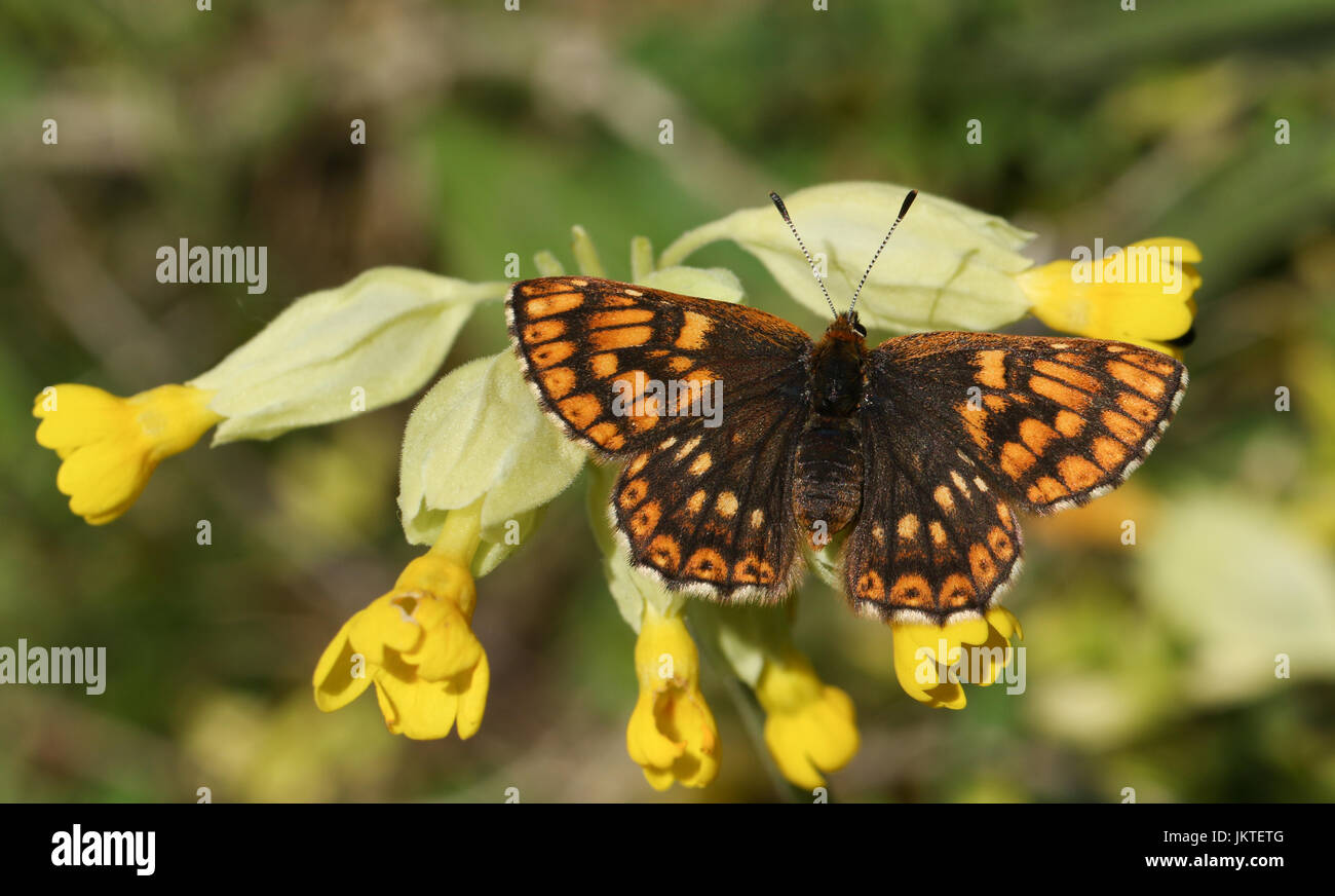 A rare Duke of Burgundy Butterfly (Hamearis lucina) perched on a ...