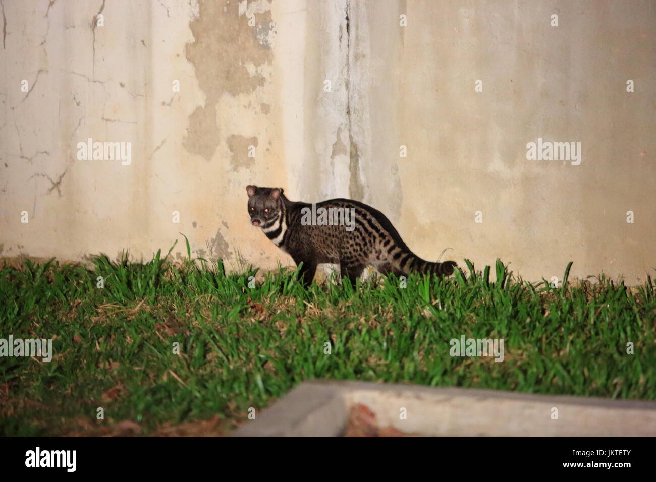 Malayan civet viverra tangalunga hi-res stock photography and images ...