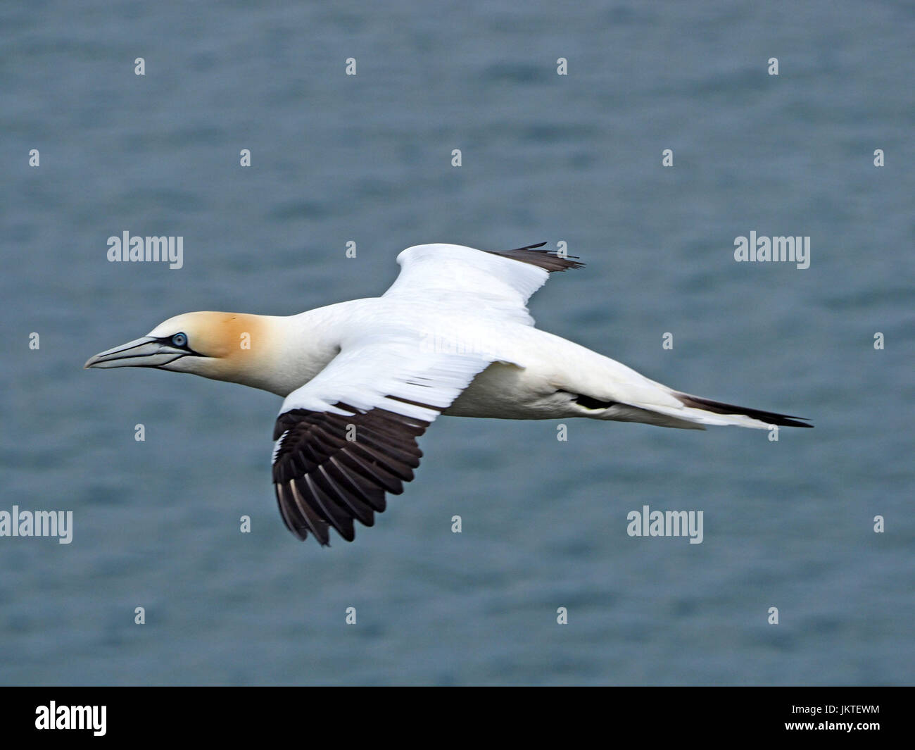 Solan bird hi-res stock photography and images - Alamy