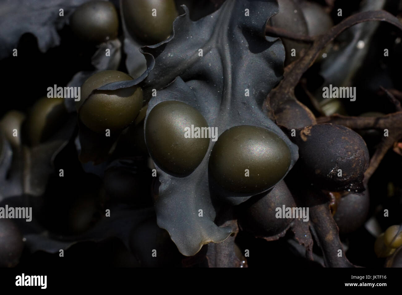 Alien seaweed hi-res stock photography and images - Alamy