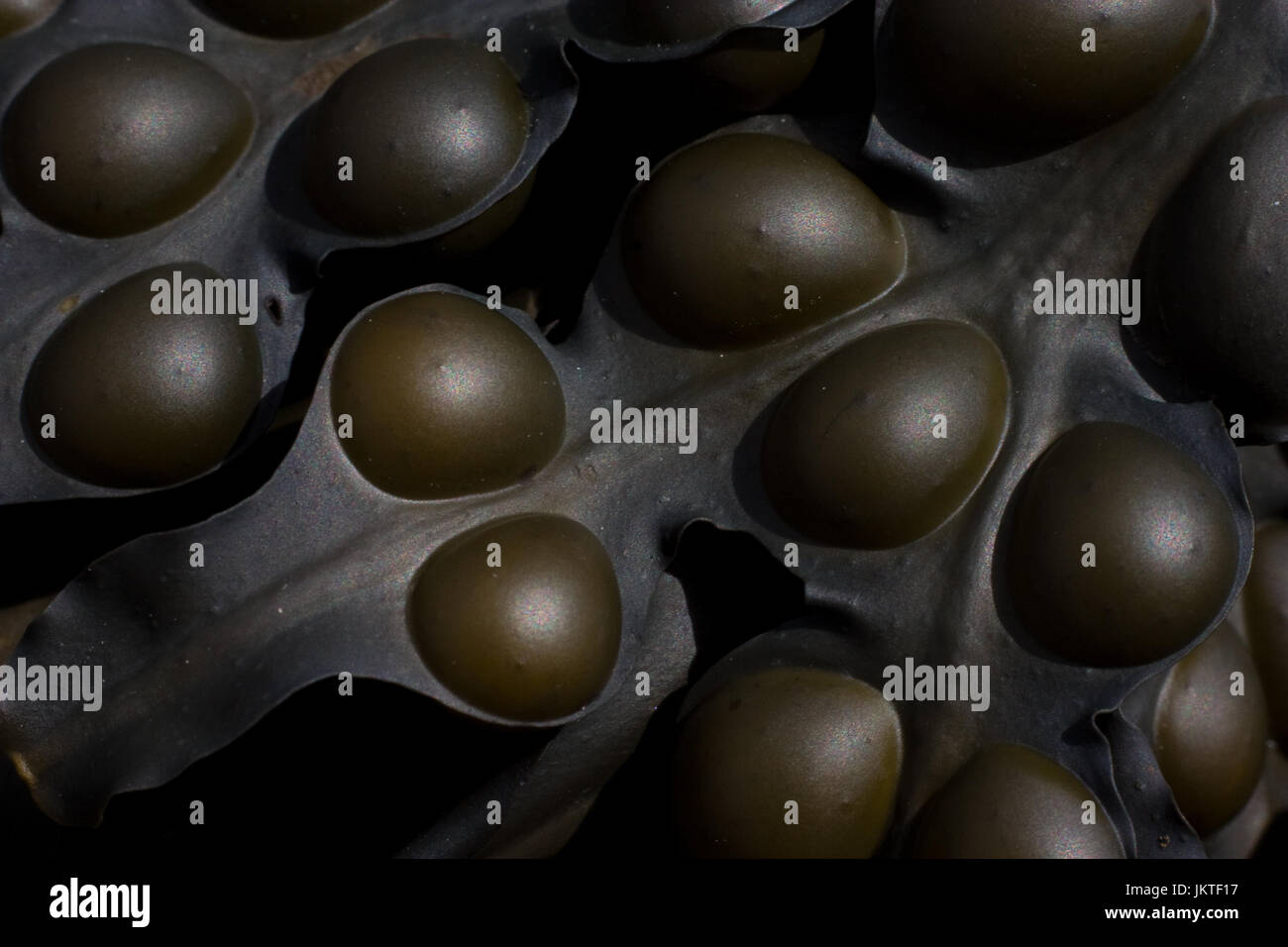 Alien seaweed hi-res stock photography and images - Alamy