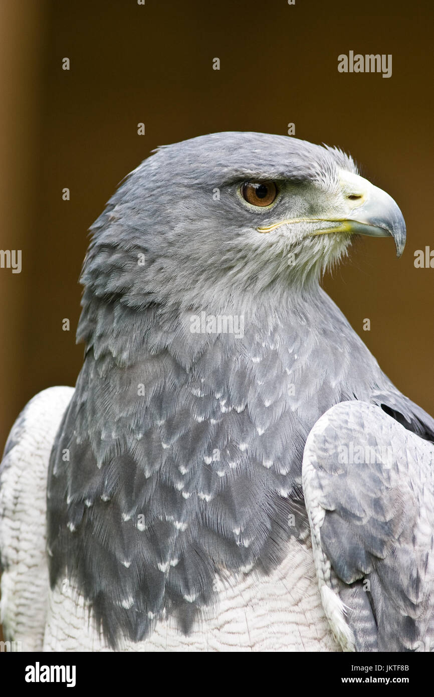 Chilean blue eagle hi-res stock photography and images - Alamy