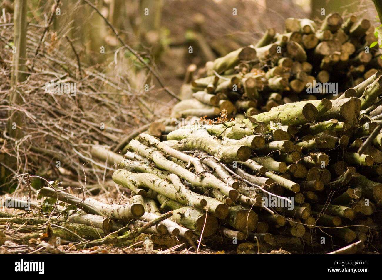 Bundles of wood hi-res stock photography and images - Alamy