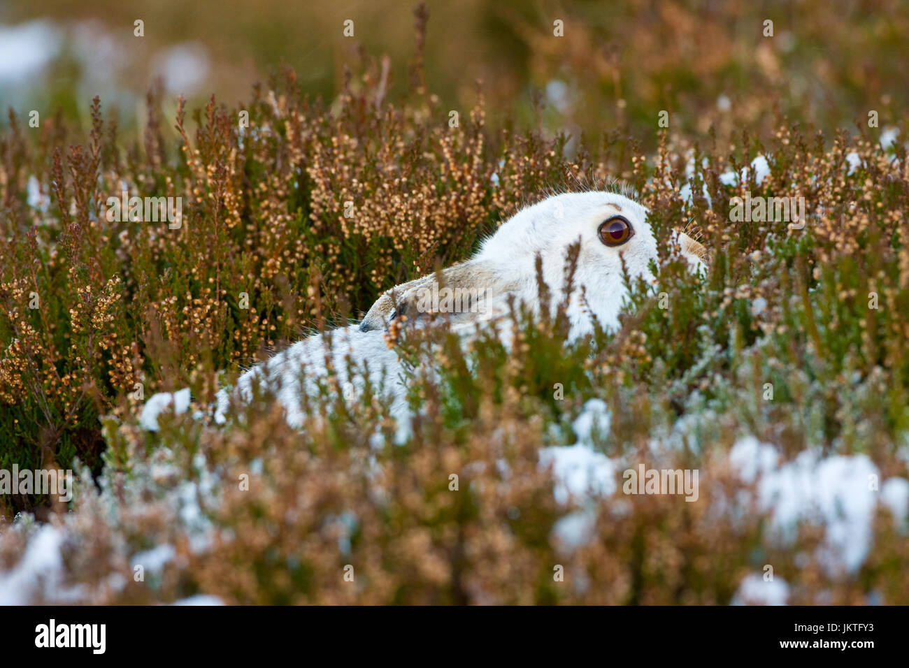 Mountain Hare hiding Stock Photo - Alamy