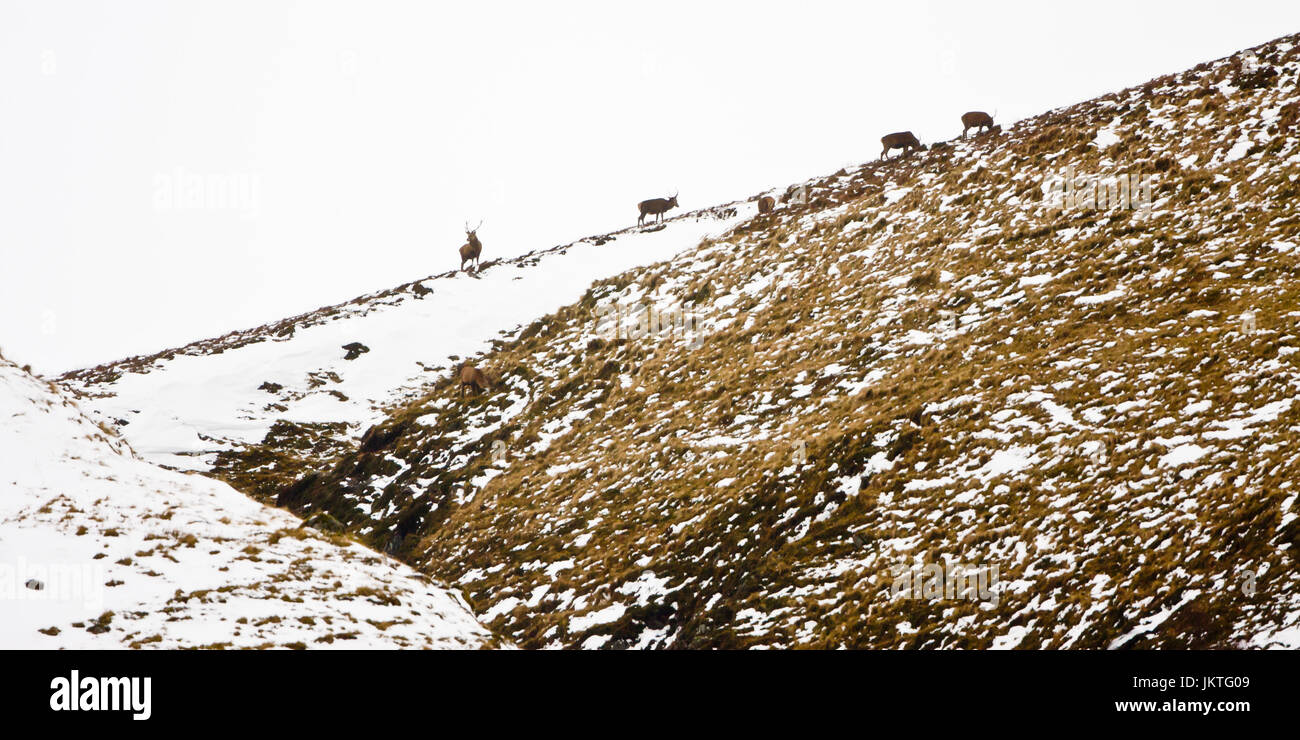 Red Deer on Ridge Stock Photo - Alamy