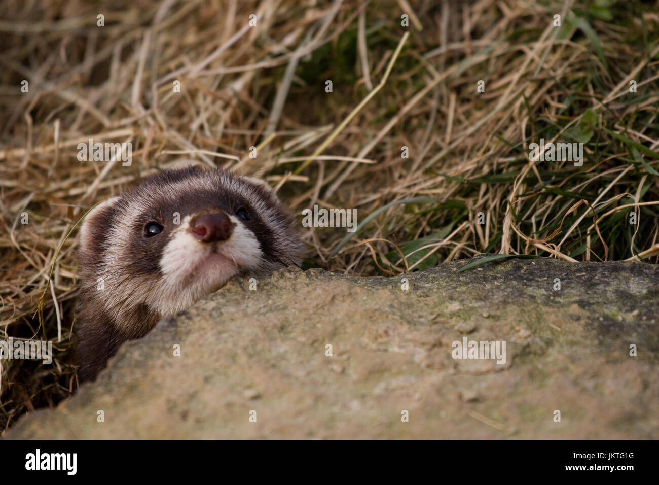 Captive English Polecat Stock Photo - Alamy