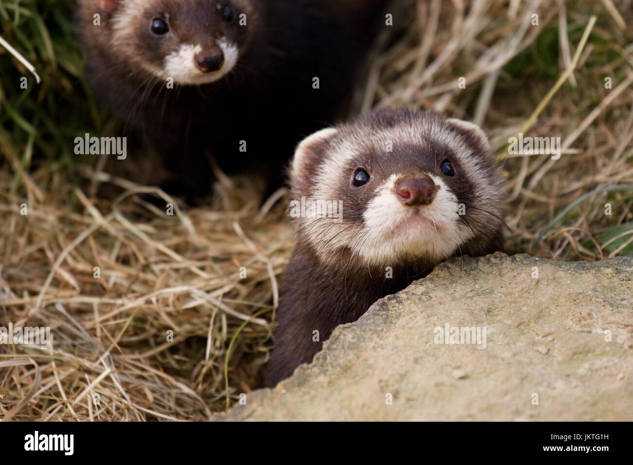 Captive English Polecat Stock Photo - Alamy