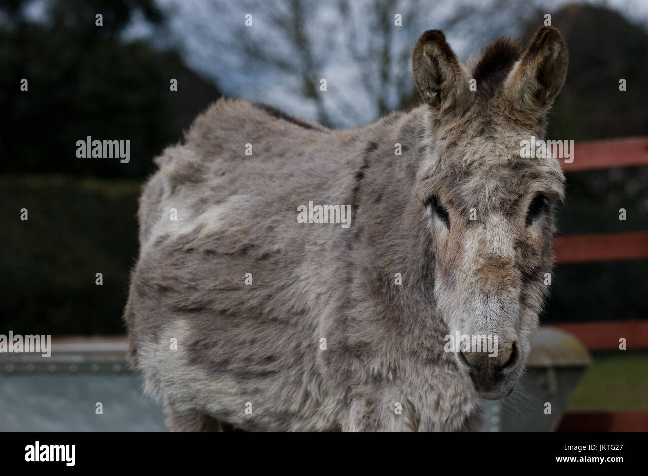 Old female donkey Stock Photo - Alamy