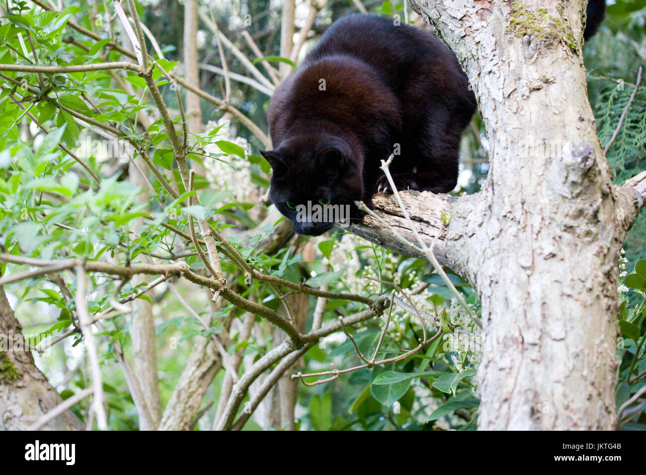 Black cat in tree Stock Photo - Alamy