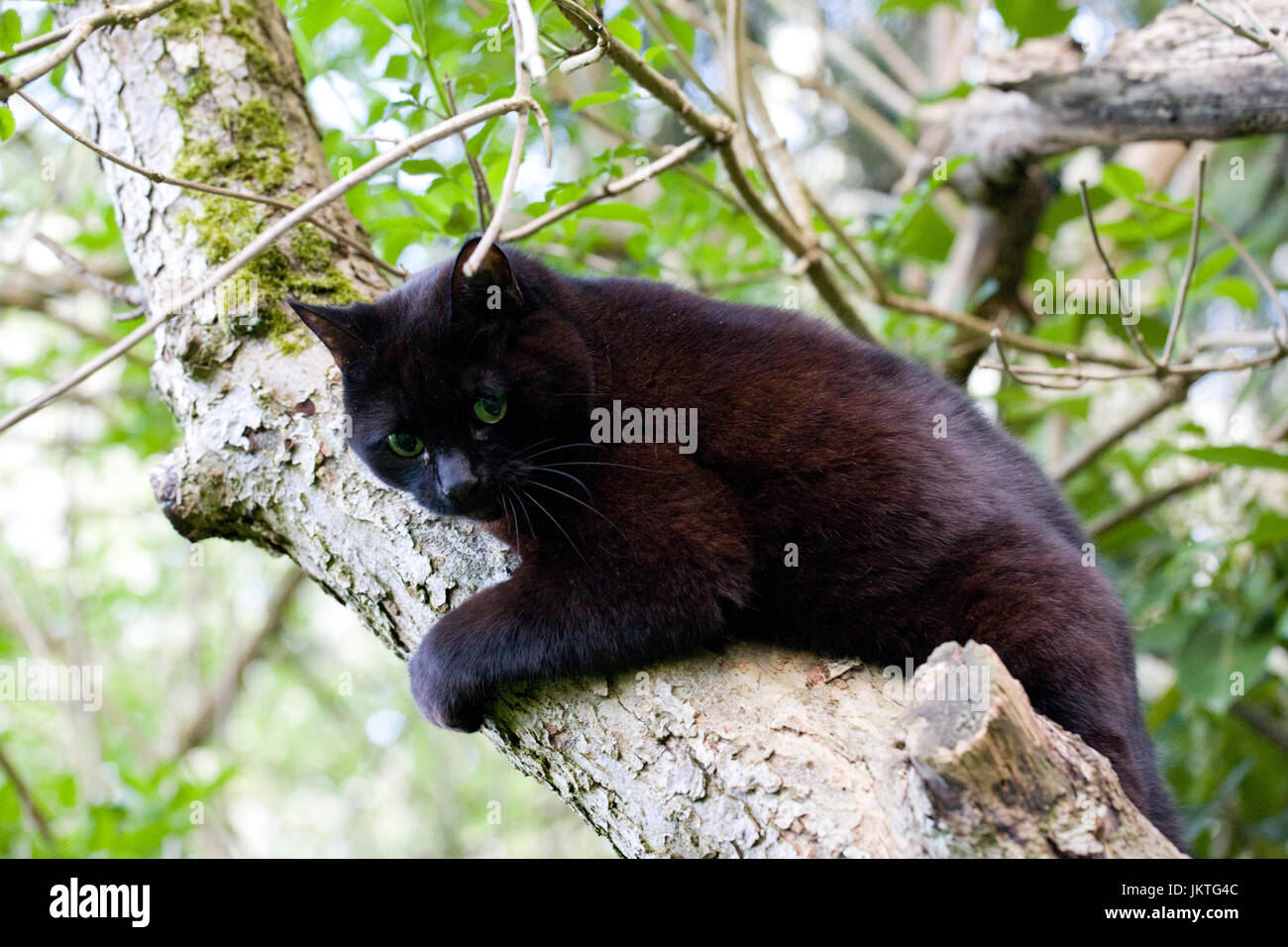 Black Cat in Tree Stock Photo - Alamy