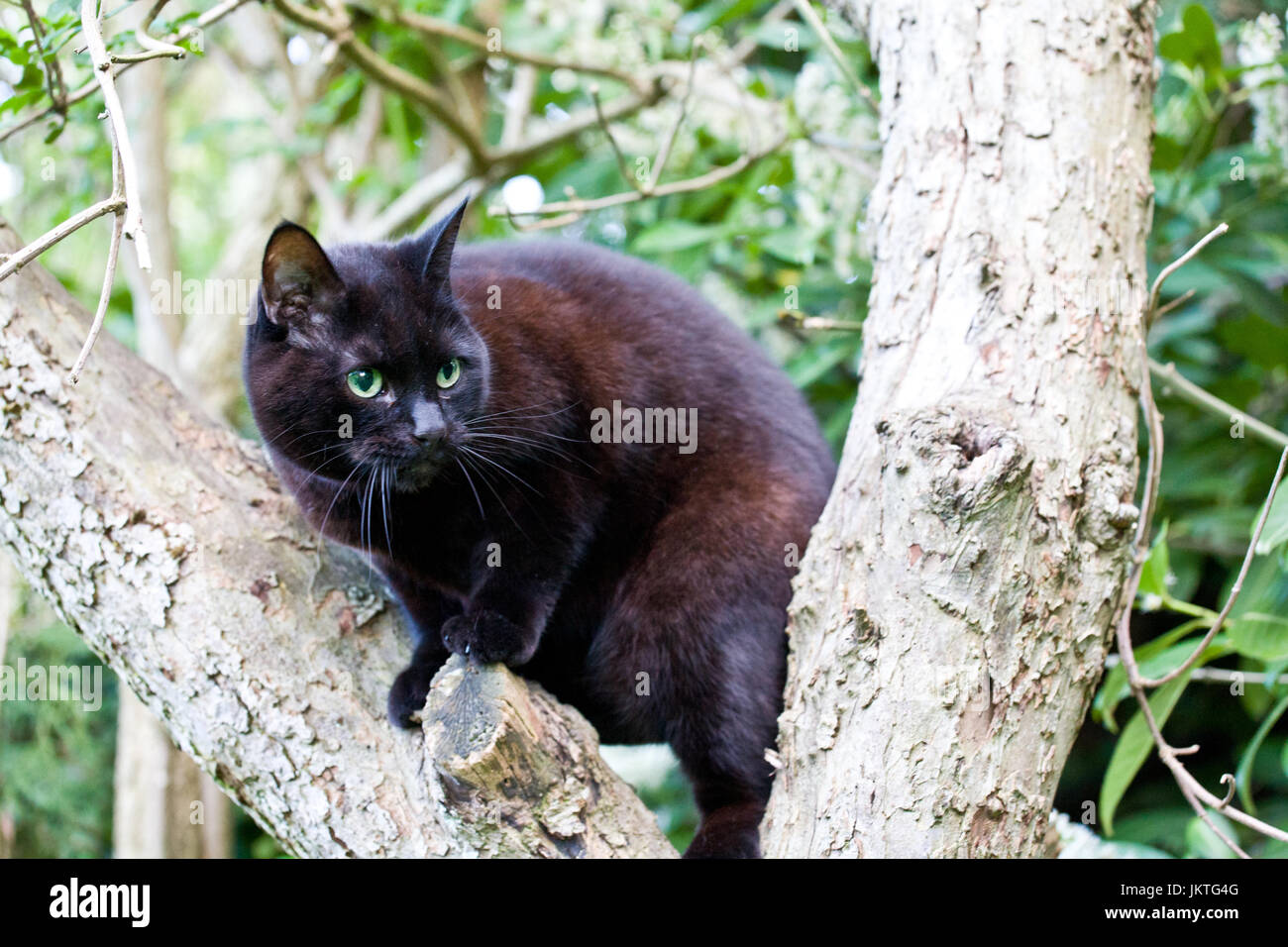 Black Cat in Tree Stock Photo - Alamy