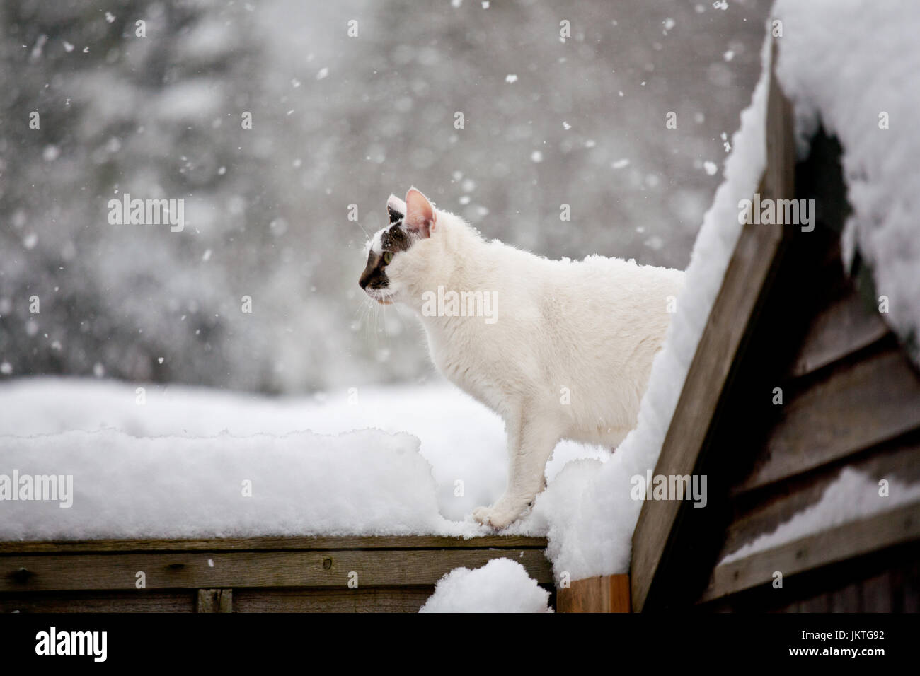 White cat in snow hi-res stock photography and images - Alamy