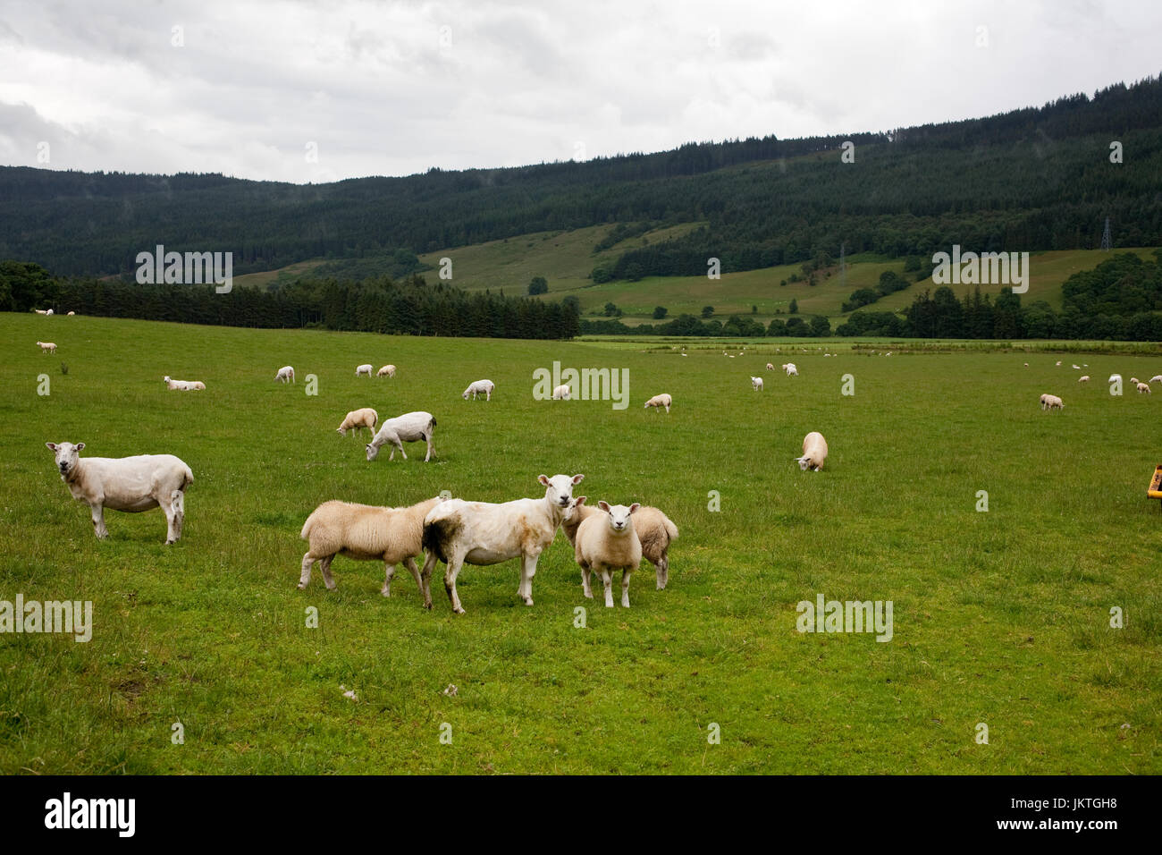 Sheep in field Stock Photo - Alamy