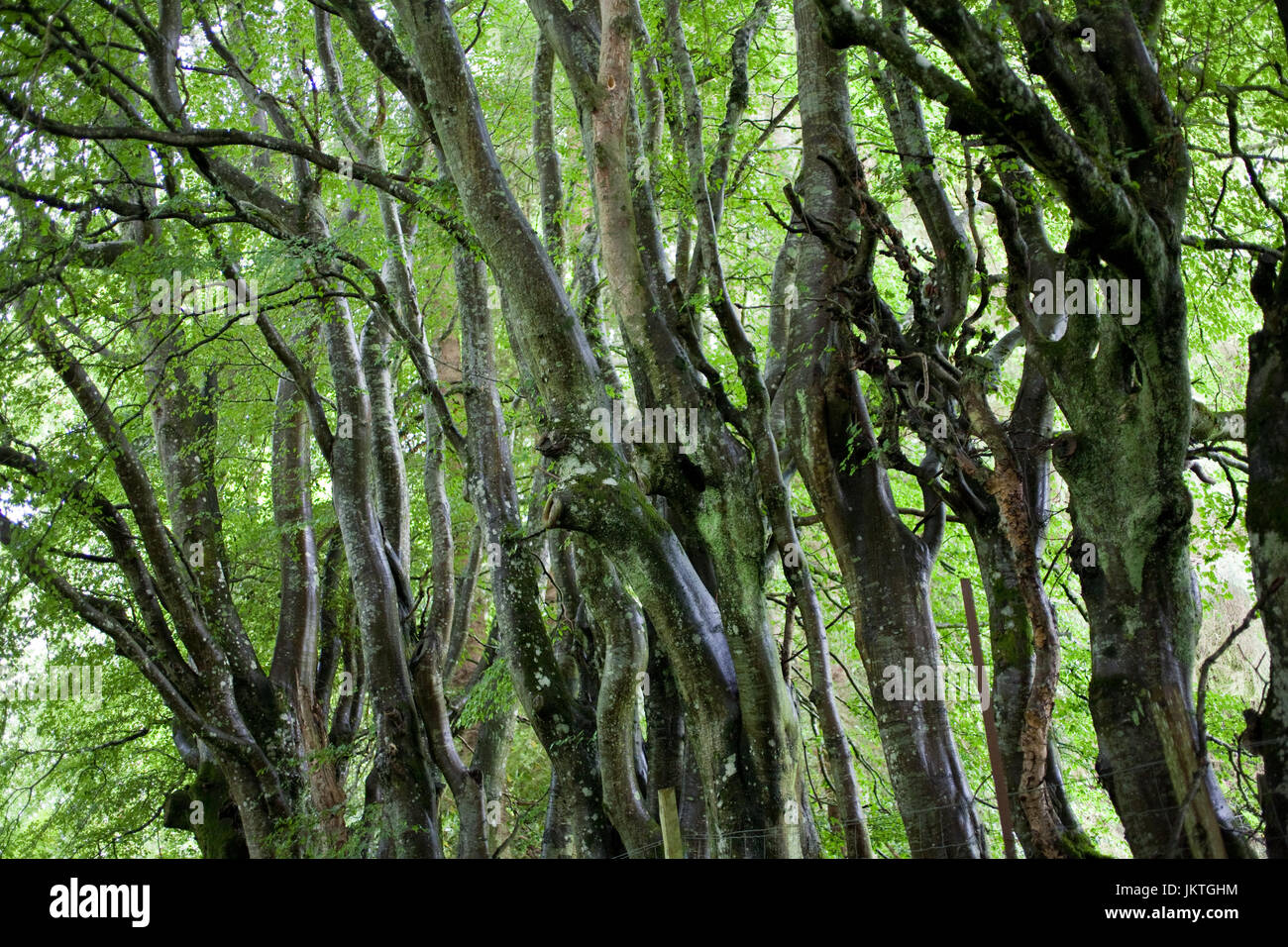 Coppiced Trees Stock Photos & Coppiced Trees Stock Images - Alamy