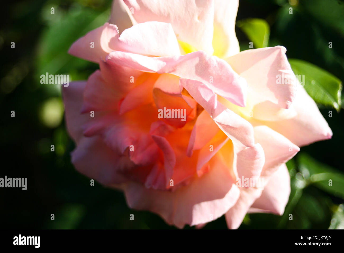 Pink rose bloom on blurred green background Stock Photo - Alamy