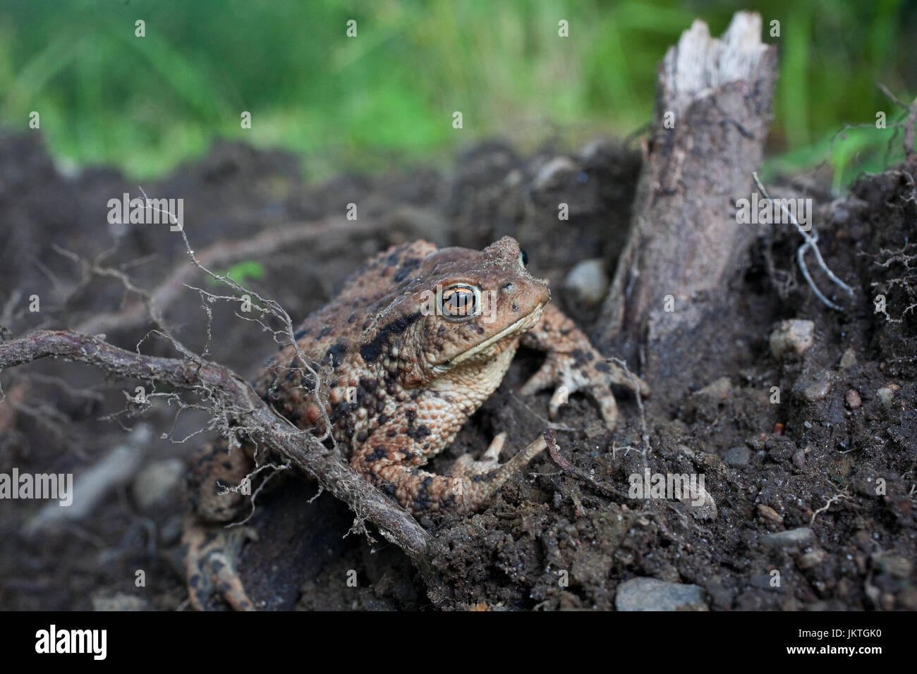 Toad by the side of Loch Tay, Scotland Stock Photo - Alamy