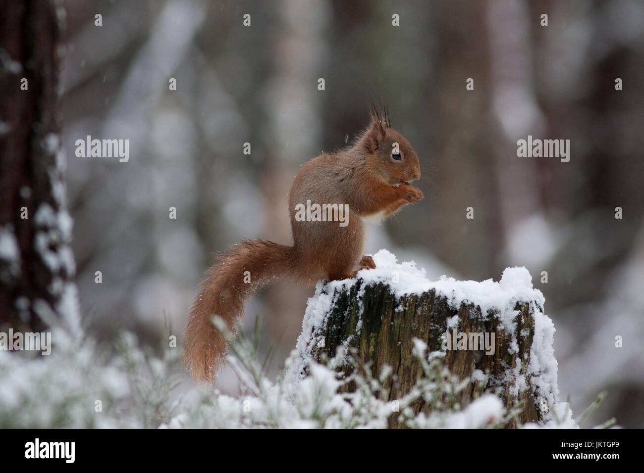 Red Squirrel in Snow Stock Photo - Alamy