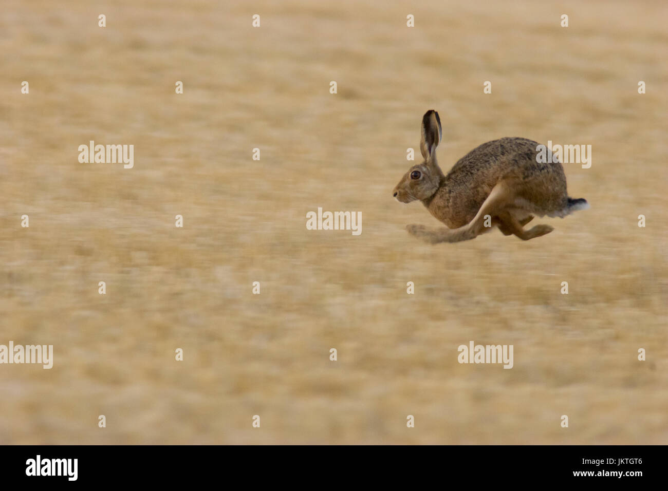 Brown Hare Running Stock Photo - Alamy