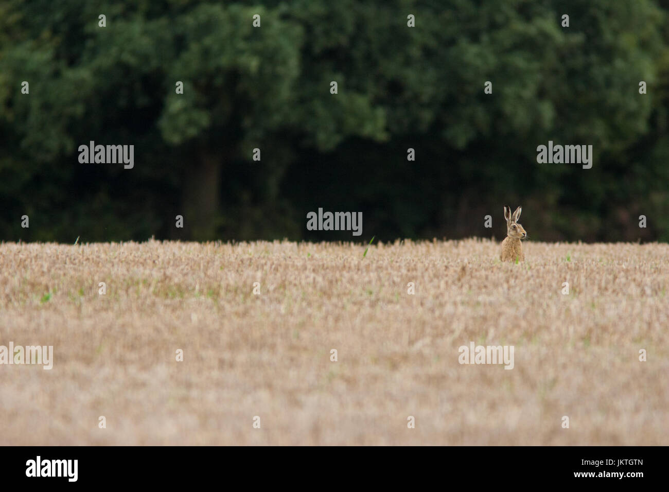 Brown Hare in Fields Stock Photo - Alamy