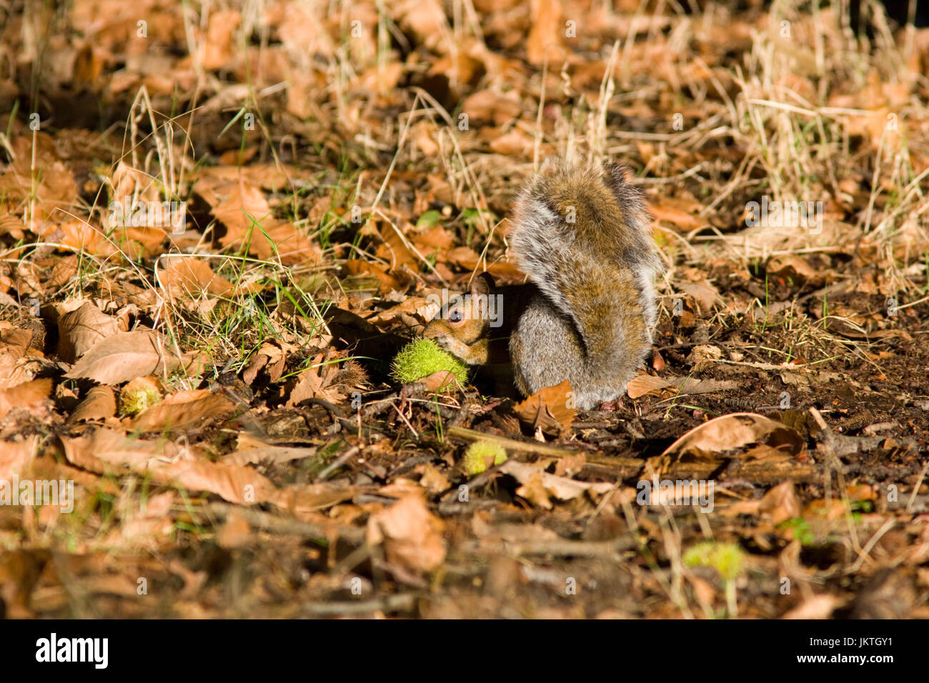 Squirrel with chestnut Stock Photo - Alamy