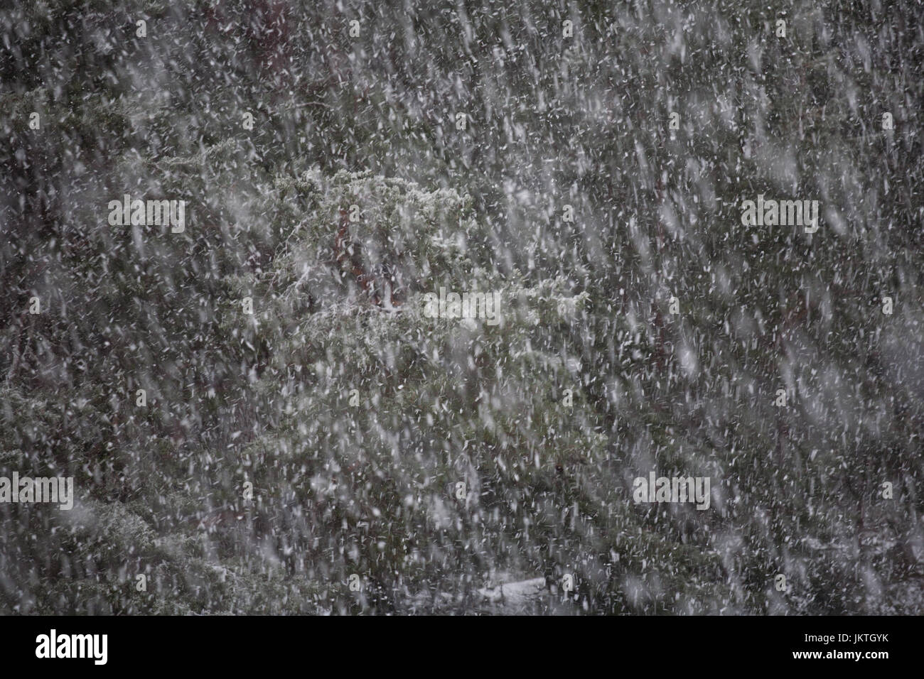 Snow and spindrift falling around trees, in winter Stock Photo - Alamy