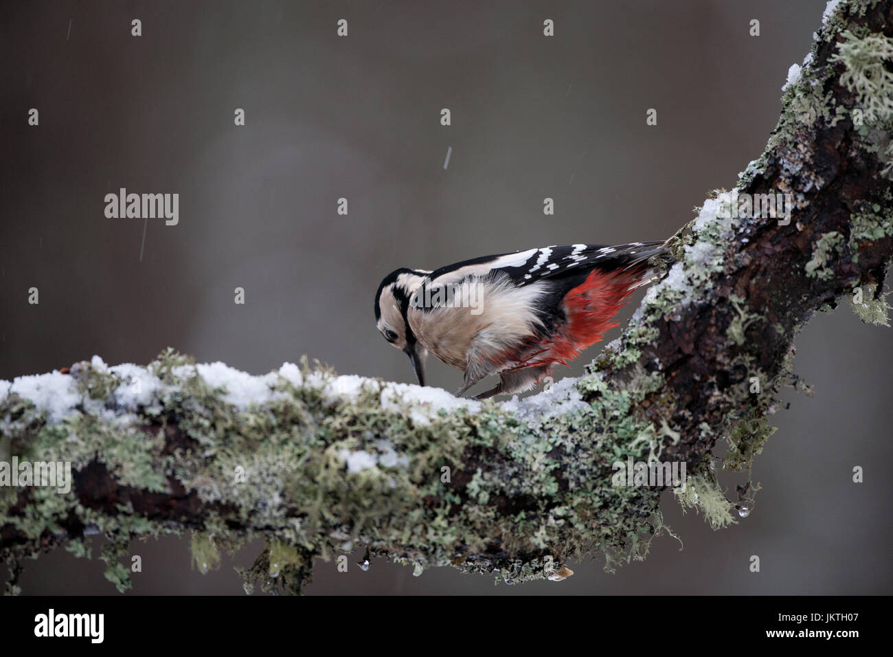 Woodpecker in scotland hi-res stock photography and images - Alamy