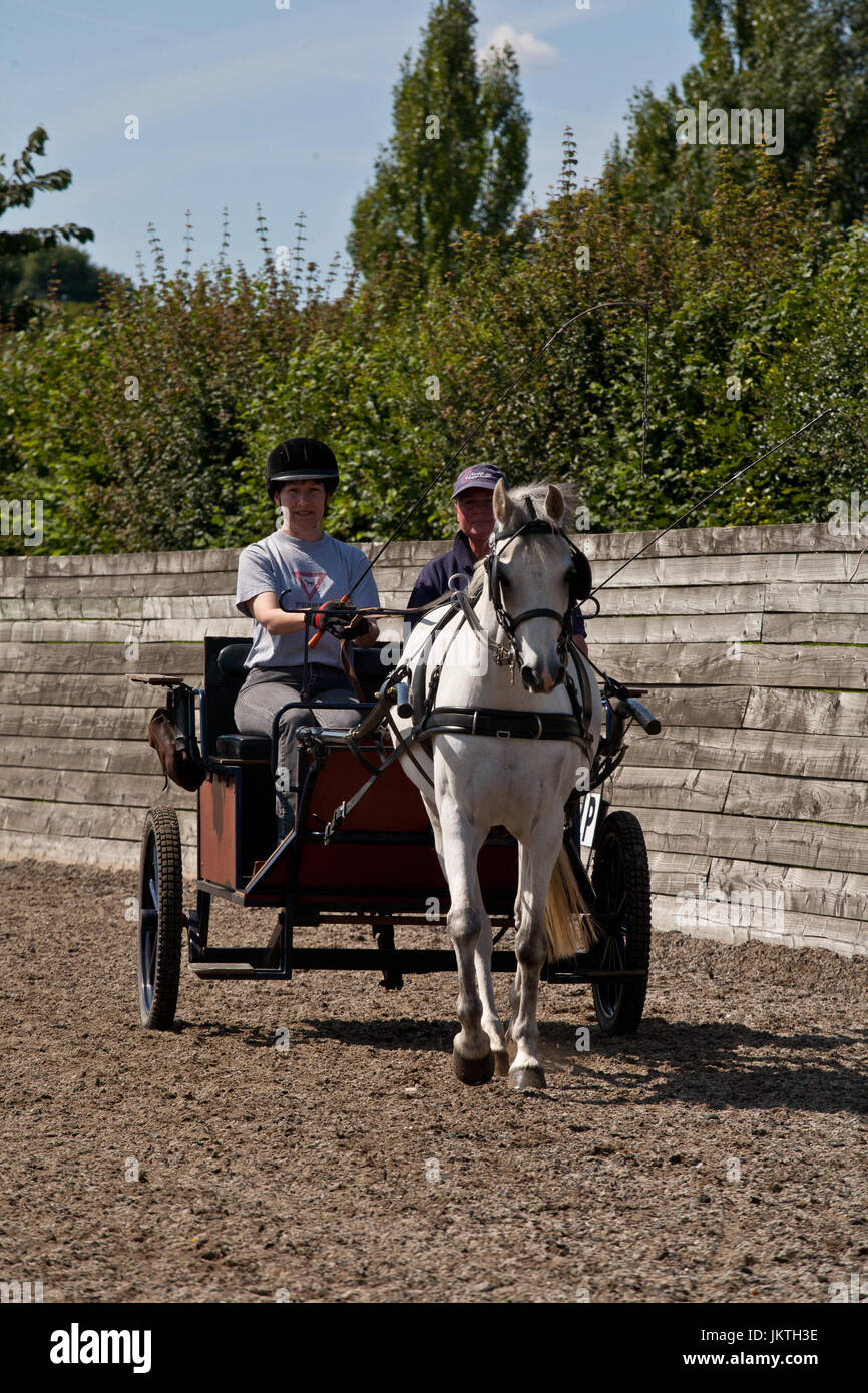 Carriage Driving in Equestrian Arena Stock Photo - Alamy