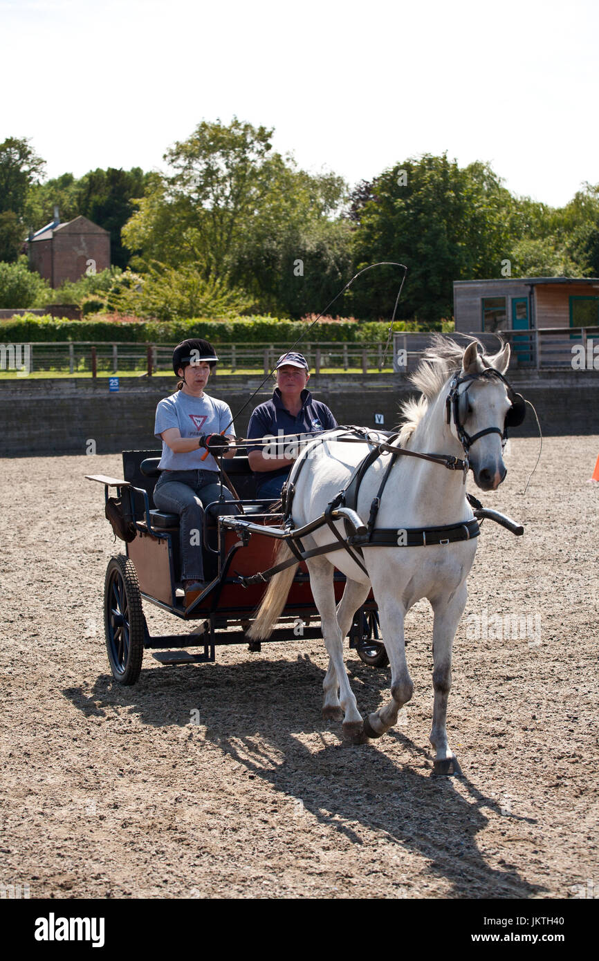 Carriage Driving in Equestrian Arena Stock Photo - Alamy