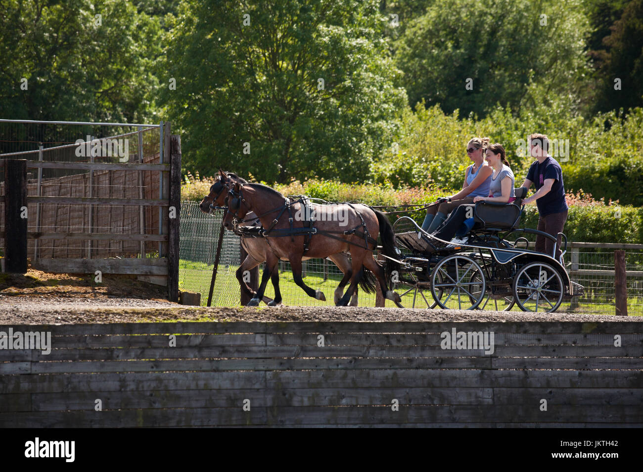 Carriage Driving in Equestrian Arena Stock Photo - Alamy