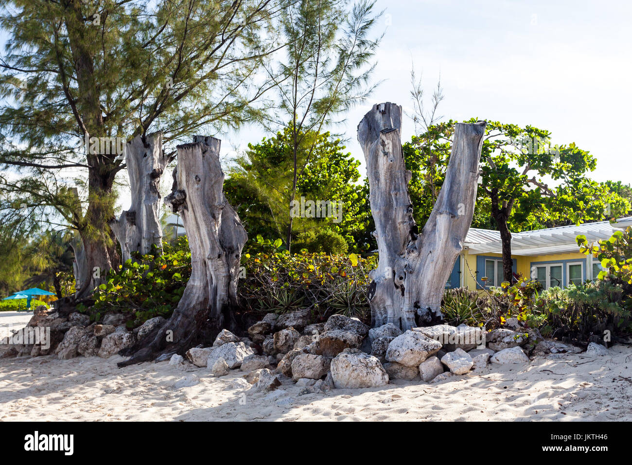 Dead trees at the edge of the Seven Mile beach Grand Cayman, vegetative ...