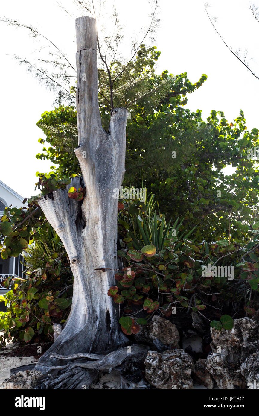 Dead tree at the edge of the Seven Mile beach Grand Cayman, vegetative ...