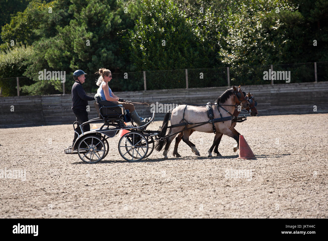 Carriage Driving in Equestrian Arena Stock Photo - Alamy