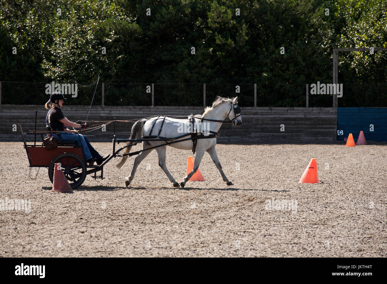 Carriage Driving in Equestrian Arena Stock Photo - Alamy