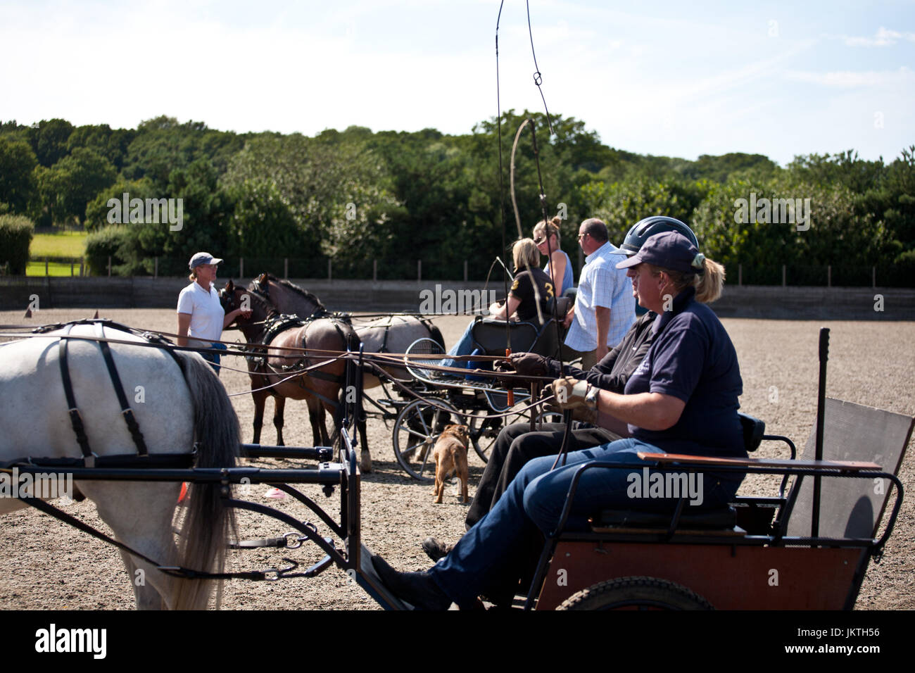Carriage Driving in Equestrian Arena Stock Photo - Alamy