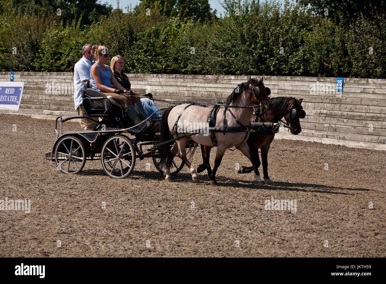 Carriage Driving in Equestrian Arena Stock Photo - Alamy