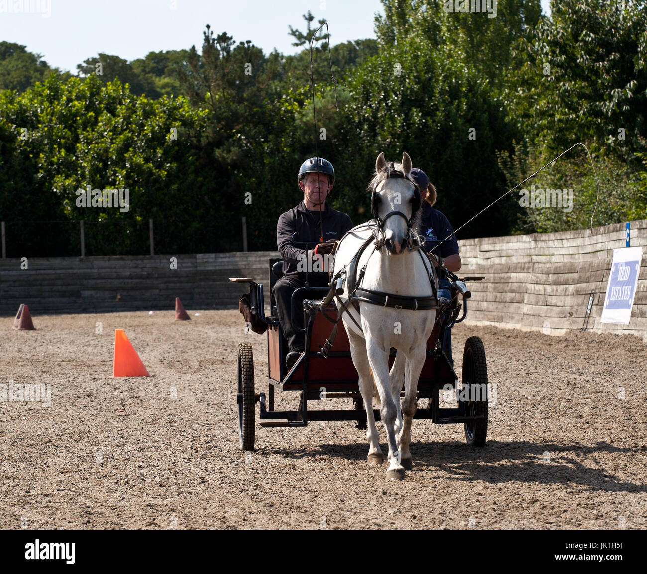 Carriage Driving in Equestrian Arena Stock Photo - Alamy