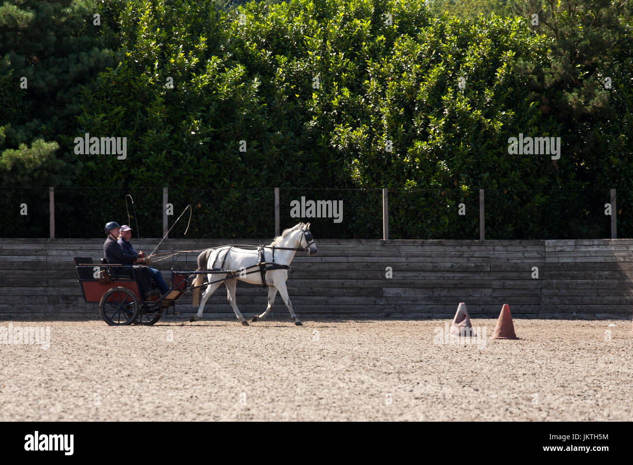 Carriage Driving in Equestrian Arena Stock Photo - Alamy