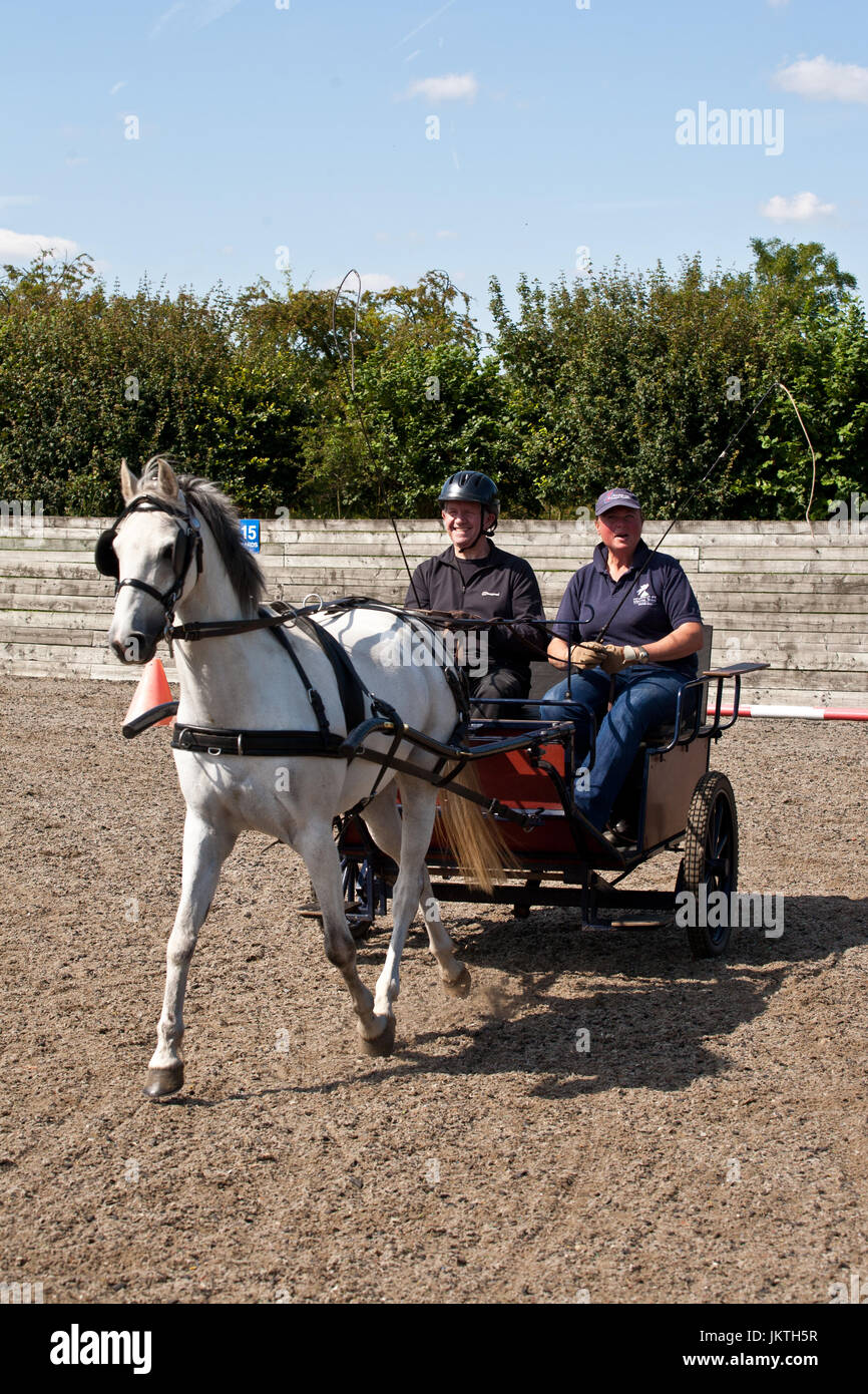 Carriage Driving in Equestrian Arena Stock Photo - Alamy