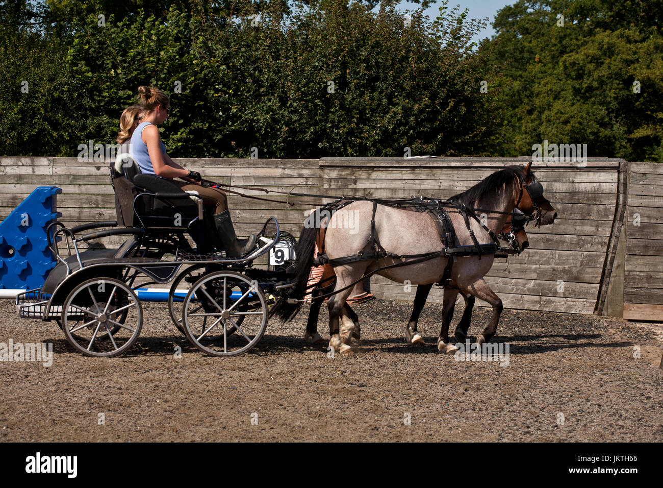 Carriage Driving in Equestrian Arena Stock Photo - Alamy