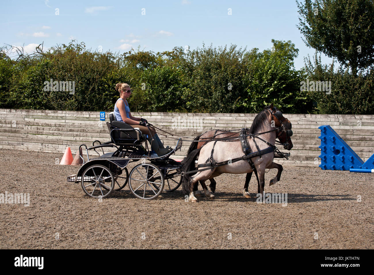 Carriage Driving in Equestrian Arena Stock Photo - Alamy