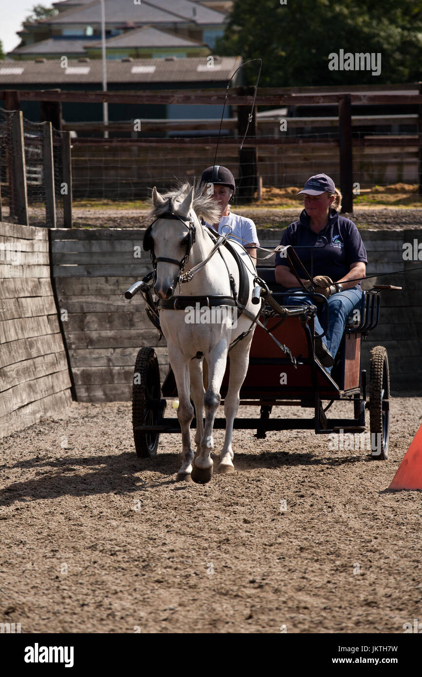 Carriage Driving in Equestrian Arena Stock Photo - Alamy