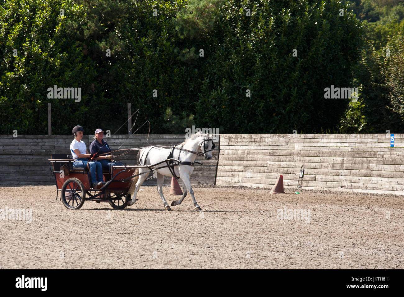 Carriage Driving in Equestrian Arena Stock Photo - Alamy