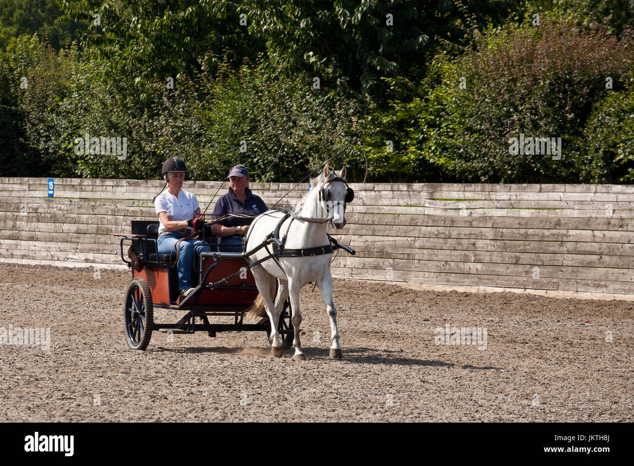 Carriage Driving in Equestrian Arena Stock Photo - Alamy