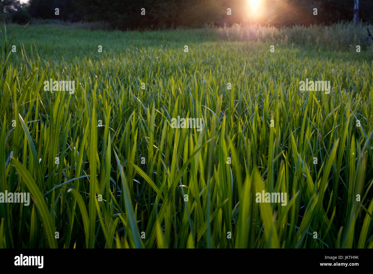 Withey Beds Nature Reserve Stock Photo - Alamy