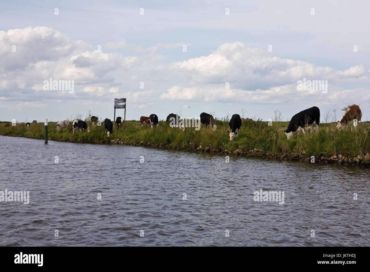 Cows grazing by the riverbank on the River Bure, Norfolk Broads Stock ...