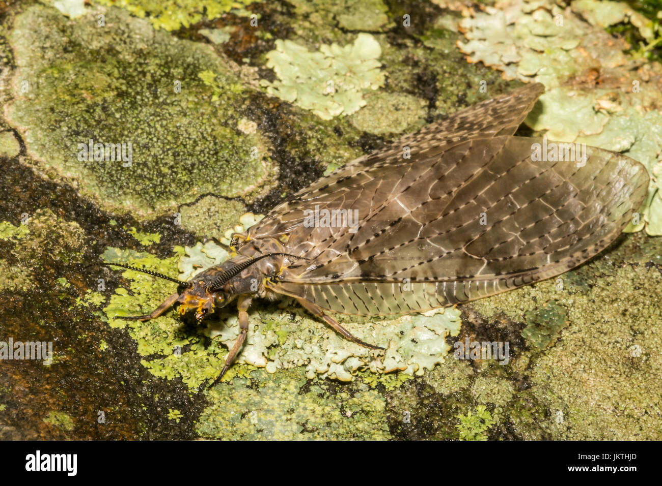 Hellgrammite Stock Photos & Hellgrammite Stock Images - Alamy